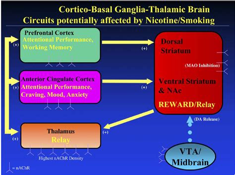 Figure 1 From Functional Brain Imaging Of Tobacco Use And Dependence
