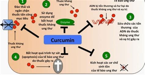 Thực Phẩm Chức Năng Tác Dụng Chống Ung Thư Của Curcumin Và Nano