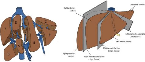Liver Segments Surgical Anatomy Anatomy Ultrasound Sonography Liver