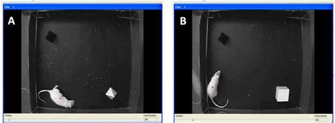 Novel Object Recognition Test A Trial B Trial See Text For Download Scientific Diagram