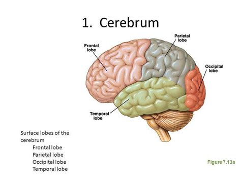 Cerebrum Picture