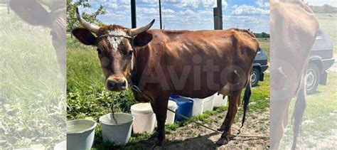 Корова айширской породы купить в Елани Животные и зоотовары Авито
