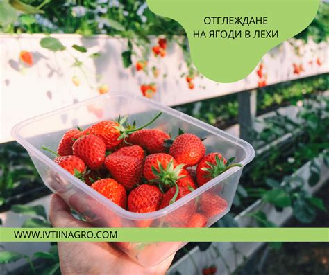ИВтийн АГРО 🍓🍓🍓Отглеждането на ягоди в лехи е популярен начин за производство на тези плодове