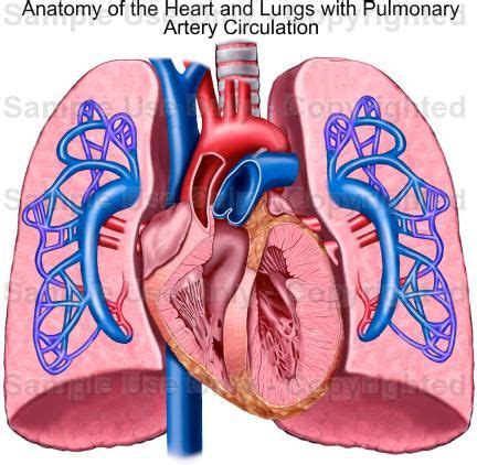 Anatomy Of The Heart And Lungs With Pulmonary Artery Circulation Heart