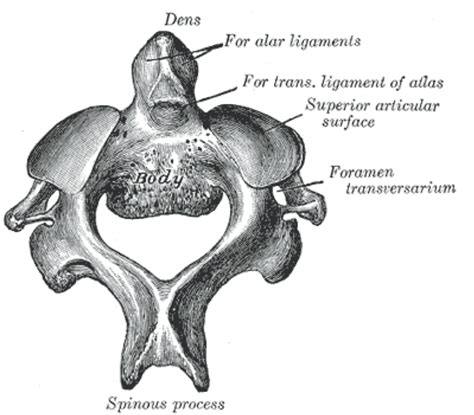 Axis And Atlas Vertebrae Labeled