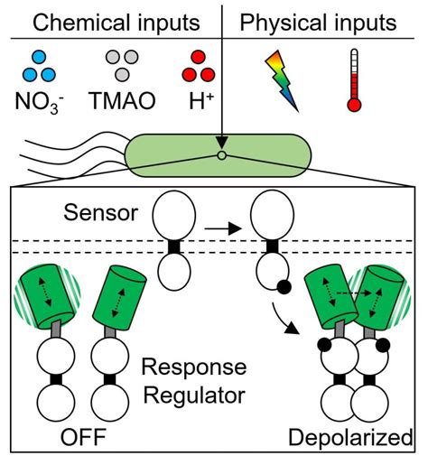 Synthetic Biologists Use Novel Tool To See Signal Processing In Real Time