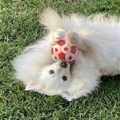 Sonic The Minature Eskimo Chronicles