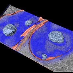 A DAPI Signal On A Single Cell Showing A Prominent Unstained Region Download Scientific