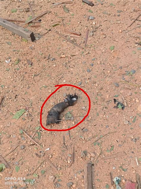 Mandalay Free Press Mfp ဂန့်ဂေါ နှမ်းခါးရွာ ဆေးခန်းကို စစ်အုပ်စုက ဗုံးကြဲသတ်လို့ ဆရာဝန