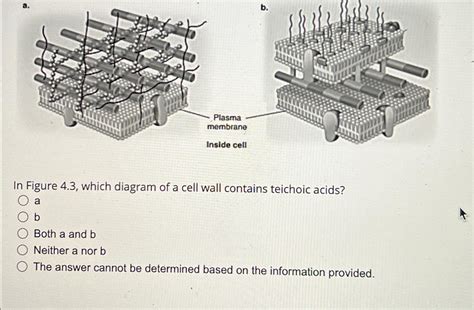 Solved Ain Figure 43 ﻿which Diagram Of A Cell Wall