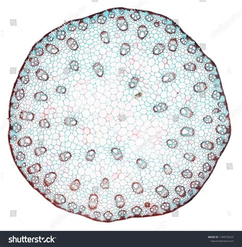 Botany Lab Exam 1 Diagram Quizlet