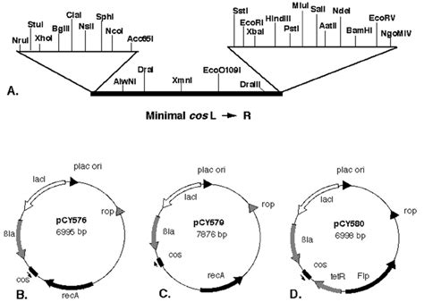 Plasmids Constructed A The Polylinker And Cos Region Of Plasmid