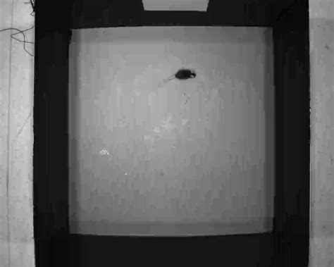 Bare Mouse Object Detection Dataset And Pre Trained Model By Peking University