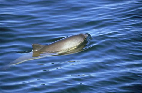 7 Types Of Porpoise Species