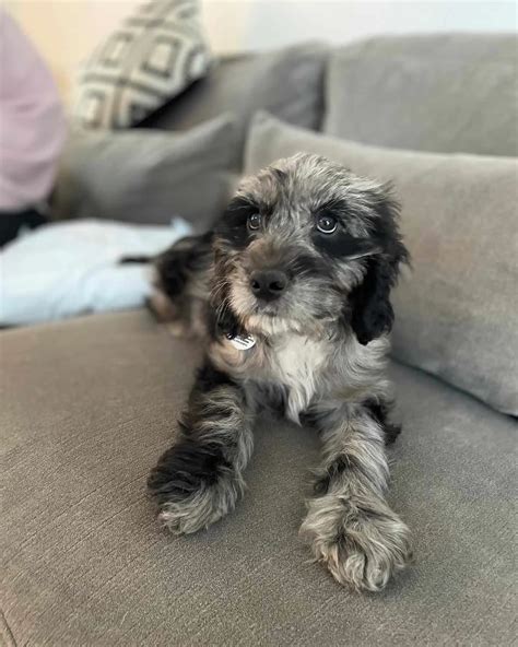 Is A Merle Cockapoo A Real Deal Or A Red Flag