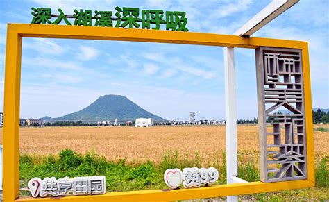 金色麦田 丰收在望