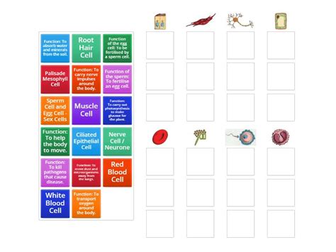 Specialised Cells 2 Group Sort