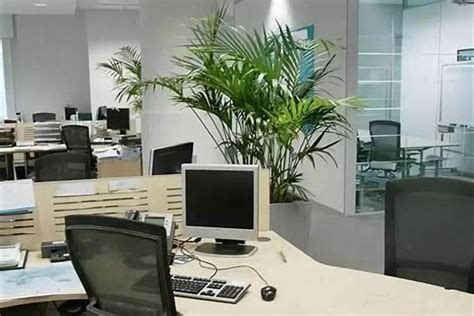 办公桌风水绿植摆放位置办公室摆放什么植物风水好 风水 若朴堂文化