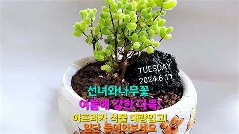 2024년 6월11일多肉植物국민다육 방문 3개5000원 7개10000원카드가능선녀와나무꽃화분다육신상안내다육금화분택배다육택배다육이다육식물인천다육