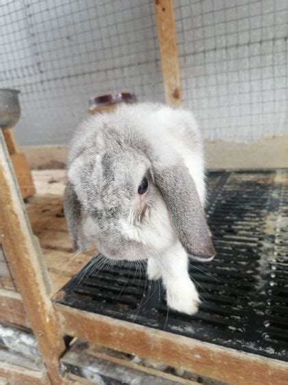 กระต่ายพันธุ์ฮอลแลนด์ลอป เพศผู้ Kaidee