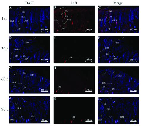 Immunofluorescence Staining For Lef1 In Skin Tissues Of Gansu Alpine
