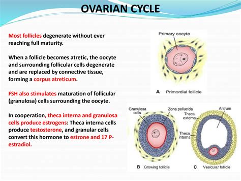 Solution Ppt 4 Ovulation Fertilization Implantation Studypool
