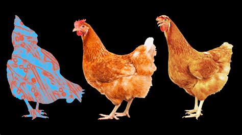The Threat Of Avian Flu — And What We Can Do To Stop It