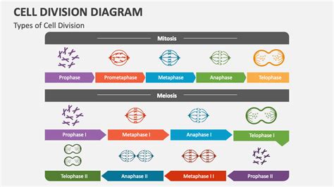 Cell Division Diagram Powerpoint Presentation Slides Ppt Template