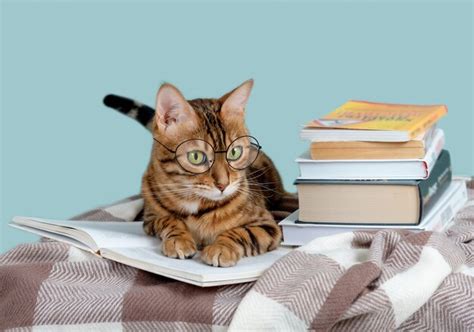 Premium Photo Funny Bengal Cat In Glasses Reading A Book Education