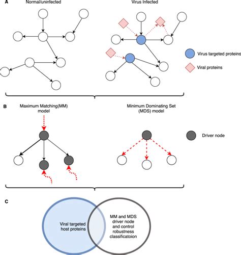 Network Controllability Analysis Of Intracellular Signalling Reveals Viruses Are Actively