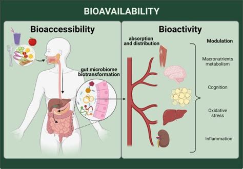 Blog 2 Understanding Bioavailability — Cadence