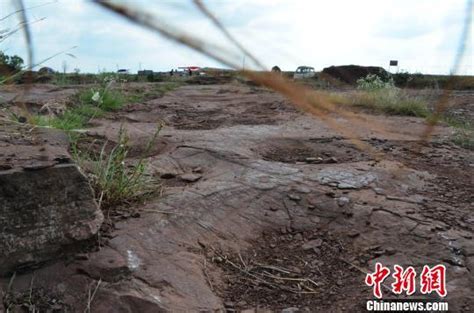 山東郯城發現世界首例群體小型恐爪龍類足跡 每日頭條