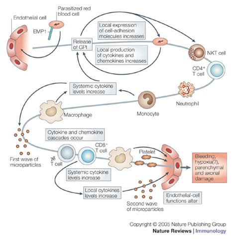 Pathophysiology Malaria Site
