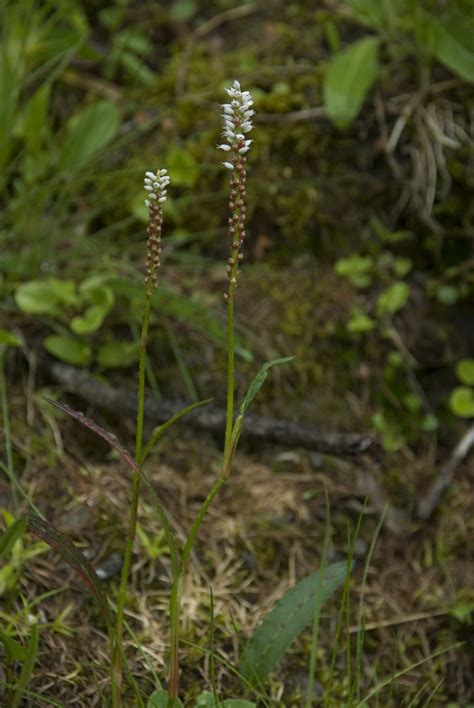Polygonum Viviparum Alpine Bistort