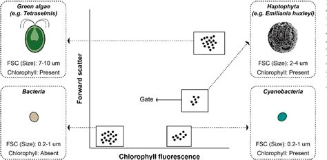 Figure 4 From Fluorescence Activated Cell Sorting Principles And Applications In Microalgal
