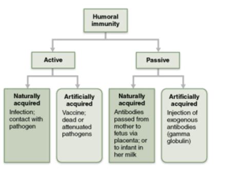Active And Passive Humoral Immunity