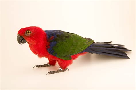 Moluccan King Parrot Alisterus Amboinensis Buruensis Joel Sartore