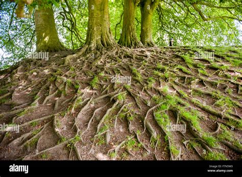 Roots That Grow Above Ground At Ruby Najar Blog