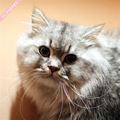 페르시안 친칠라 책임분양 강아지무료분양 고양이무료분양