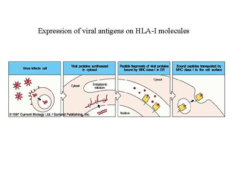 Hla Antigens Human Leukocyte Antigens Human Mhc Main