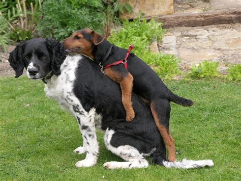 Why Do Dogs Hump Dog Sexuality 101 Rover Blog