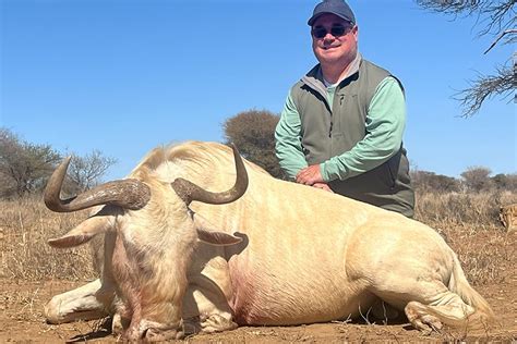 Wildebeest Blue Rifle Hunting Dries Visser Safaris