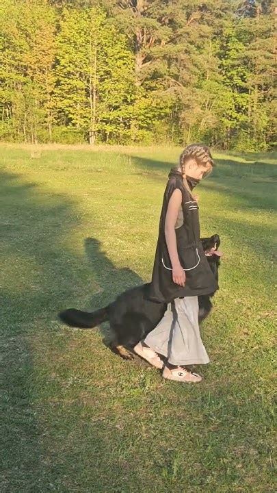 Девочка и рабочая собака Дрессировка окд Youtube