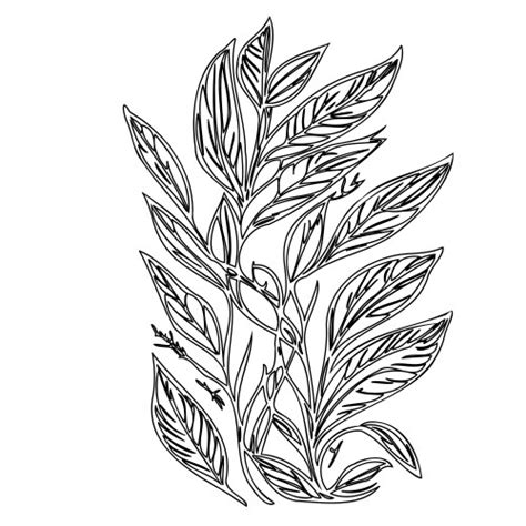 Scorpion Grasses Flower Plant Sketch Outline Vector Image