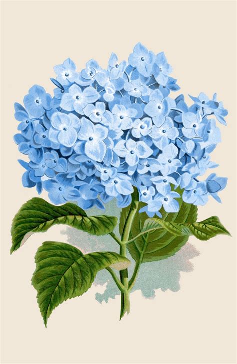 Blue Hydrangea Print Blue Hydrangea Flowers Instant Art Botanical