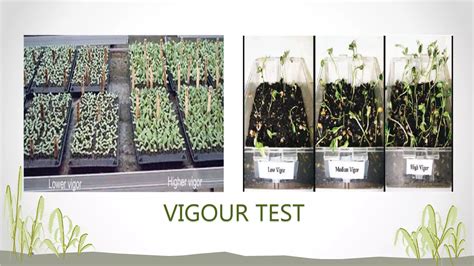 Seed Testing And Sampling Pptx