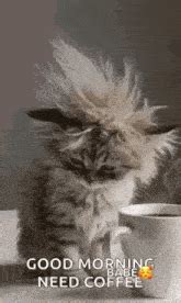 Good Morning Friday Meme Good Morning Friday Discover And Share S