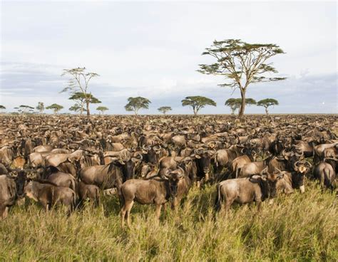 Best Time For Wildebeest Migration When And Where Guide 2025