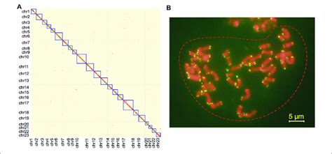 a intensity signal heatmap of the hi c chromosome for olea europaea