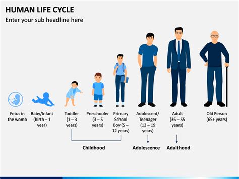 Human Reproduction Cycle Diagram